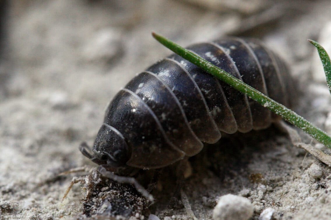 14 Insects with Lots of Legs (A to Z List with Pictures) – Fauna Facts