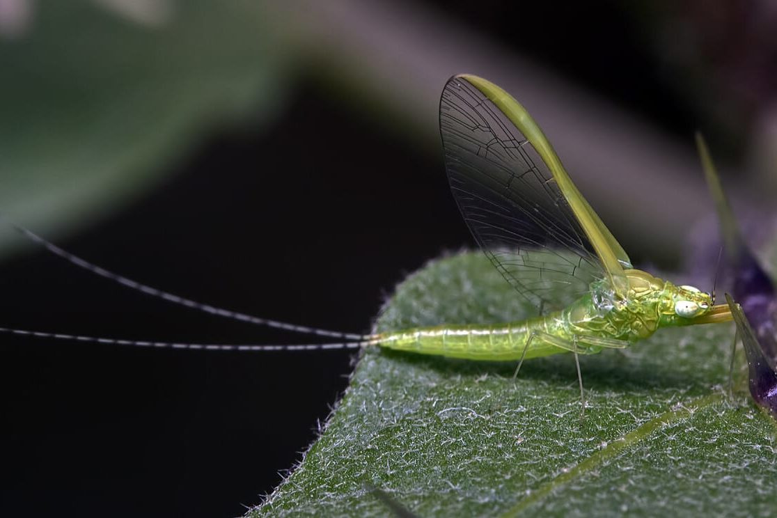 20 Insects with Long Tails (A to Z List with Pictures) – Fauna Facts