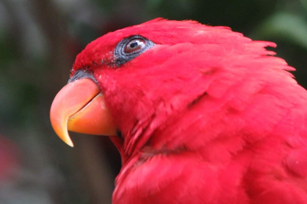 Red Bird Spiritual Meaning and Symbolism (10 Omens) – Fauna Facts