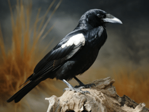 24 Animals that Eat Crows (List with Pictures) – Fauna Facts